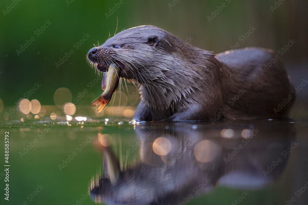 Eurasian otter catch a fish in the water Stock Photo | Adobe Stock