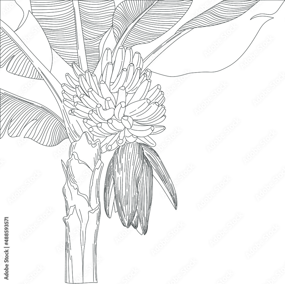 Banana tree with branch of bananas and flower line art hand drawn ...
