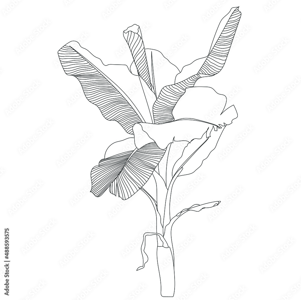 Banana tree line art hand drawn realistic botanical drawing. Vector ...