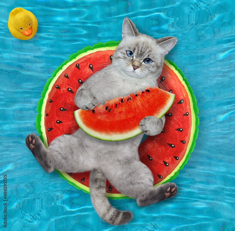 An ashen cat with a slice of watermelon is lying on a watermelon ring ...
