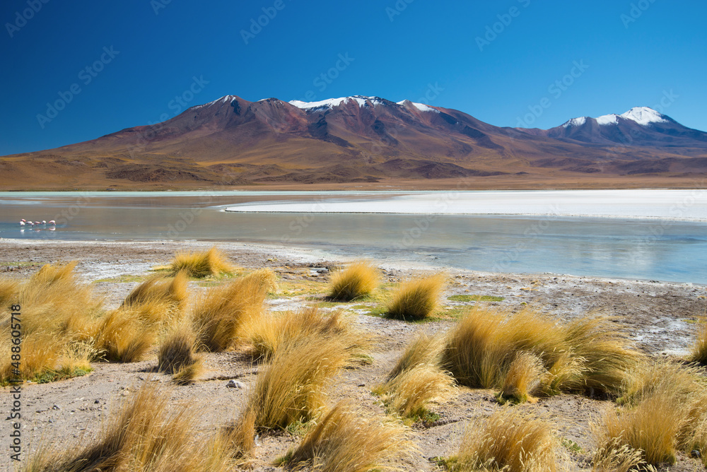 Laguna Hedionda is one of nine small salt lakes in the Andean Altiplan ...