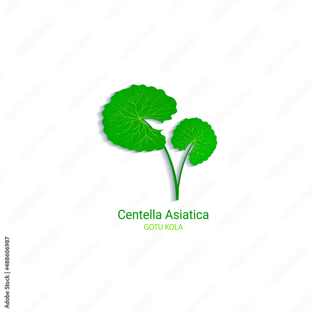 Centella Asiatica vector illustration. Gotu kola icon logo template ...