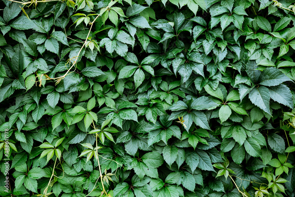 Green Grape Texture