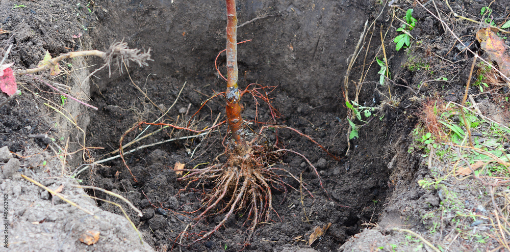 Planting a grafted fruit tree with a good root system. A close-up of a ...