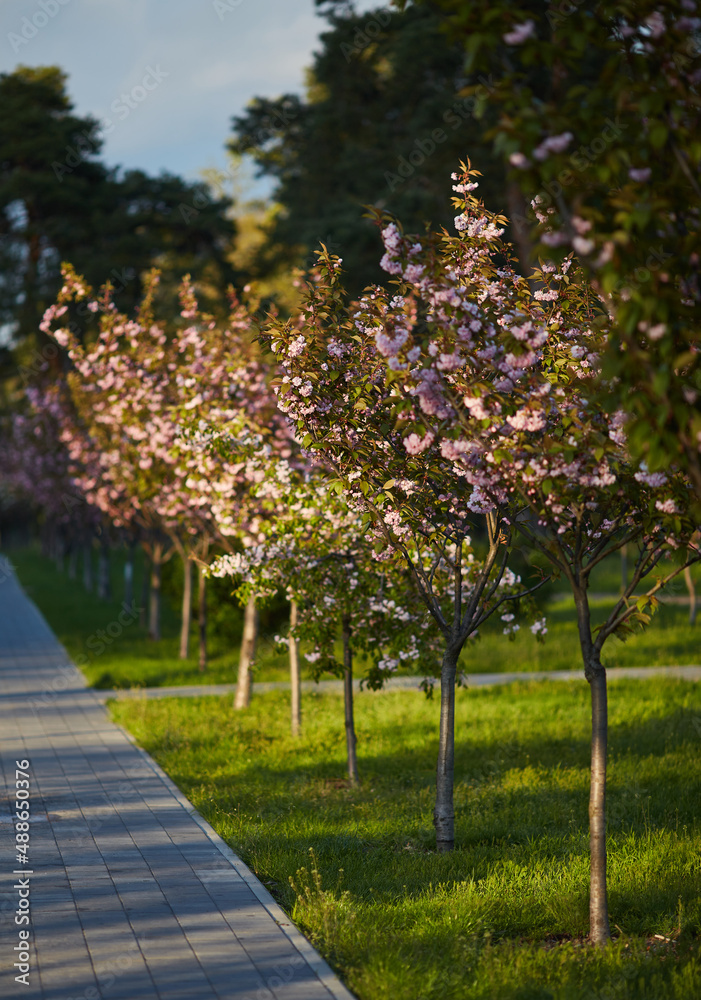 image of a park with an alley of pink flowering sakura trees. spring ...