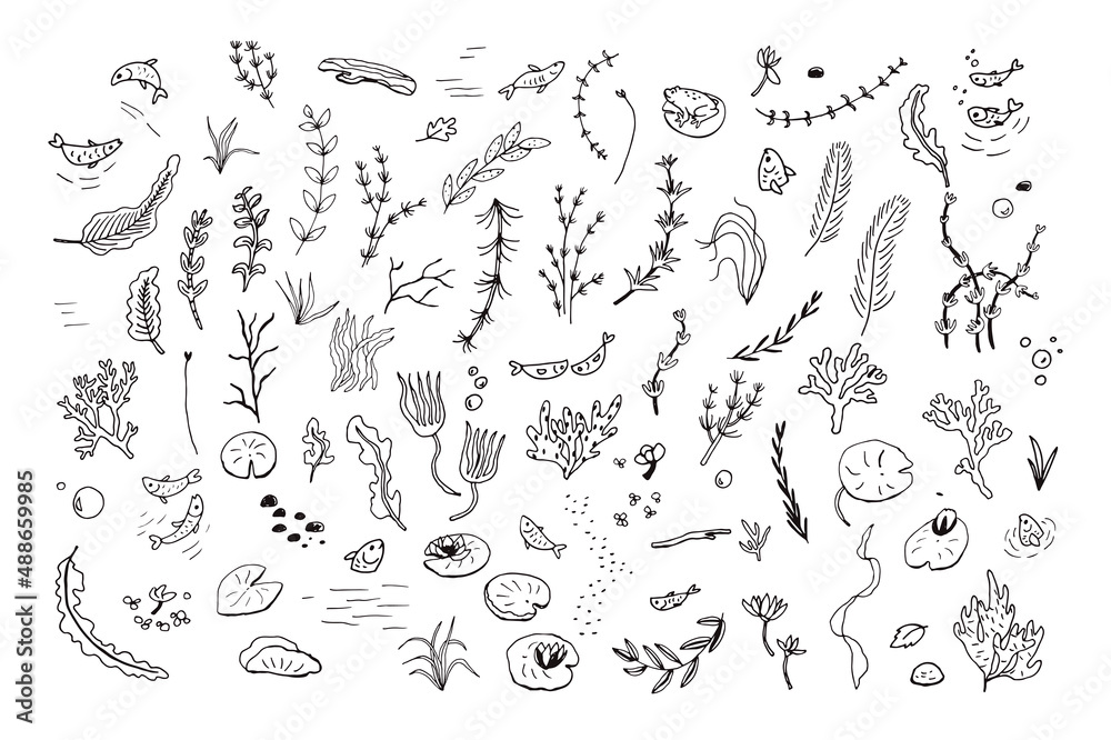 Water plants vector illustrations set Stock Vector | Adobe Stock