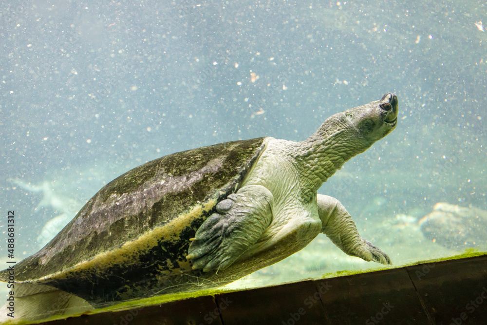 The Burmese roofed turtle (Batagur trivittata) is one of six species of ...