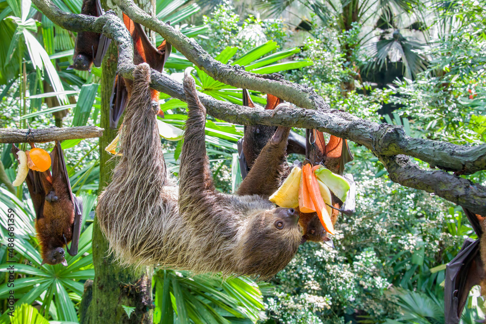 Foto de The Linneaus' Two-toed Sloth (Choloepus didactylus) is eating ...