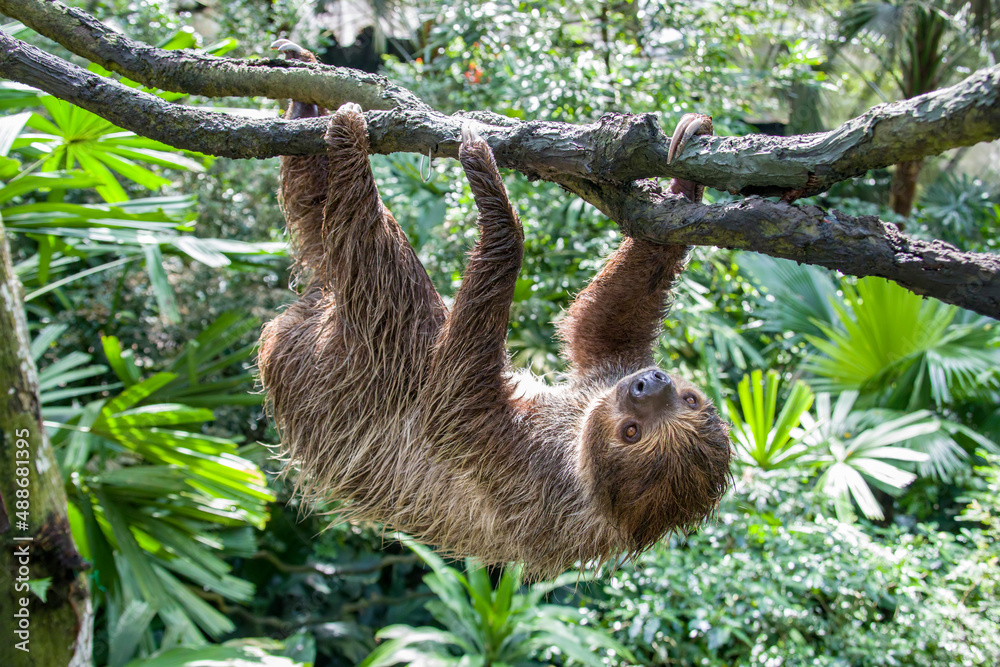 The close image of Linneaus' Two-toed Sloth (Choloepus didactylus). A ...