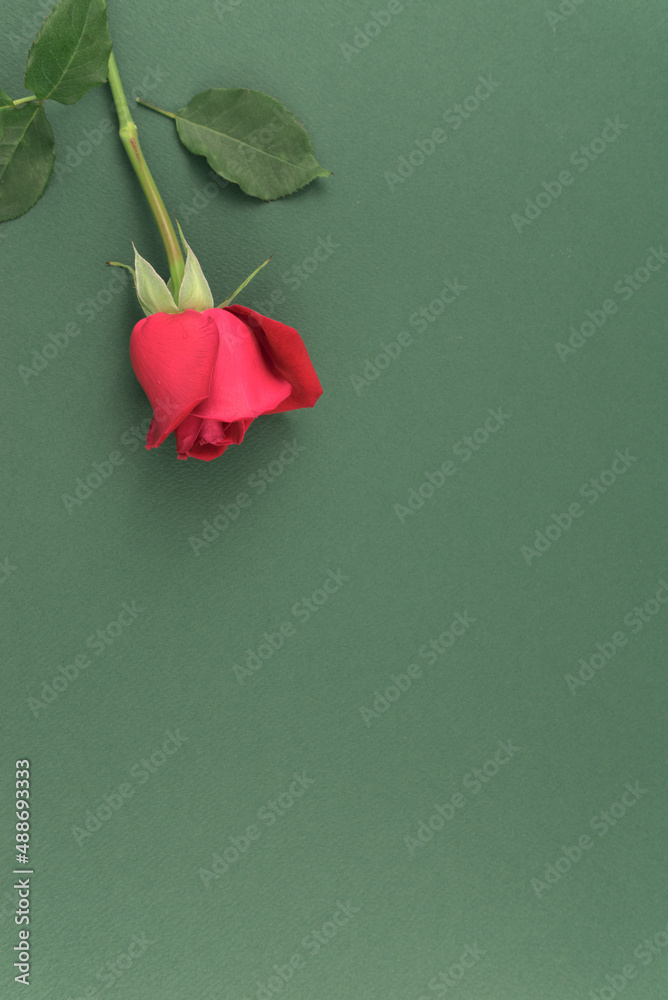 Velvet red rose flower stem flat lay top view on muted neutral ...
