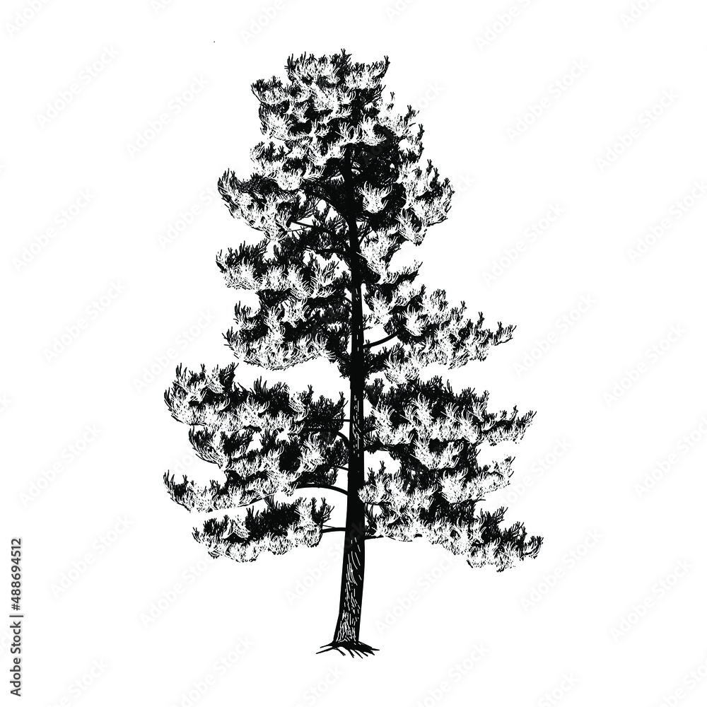 pinus strobus hand drawing vector illustration isolated on white ...
