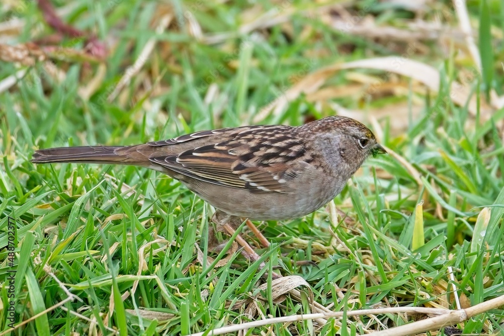 The log tailed sparrow frequents forest edges, backyards and tall ...