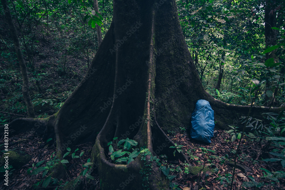 big tree with backpack in wild. walk back in time to jurassic world and ...