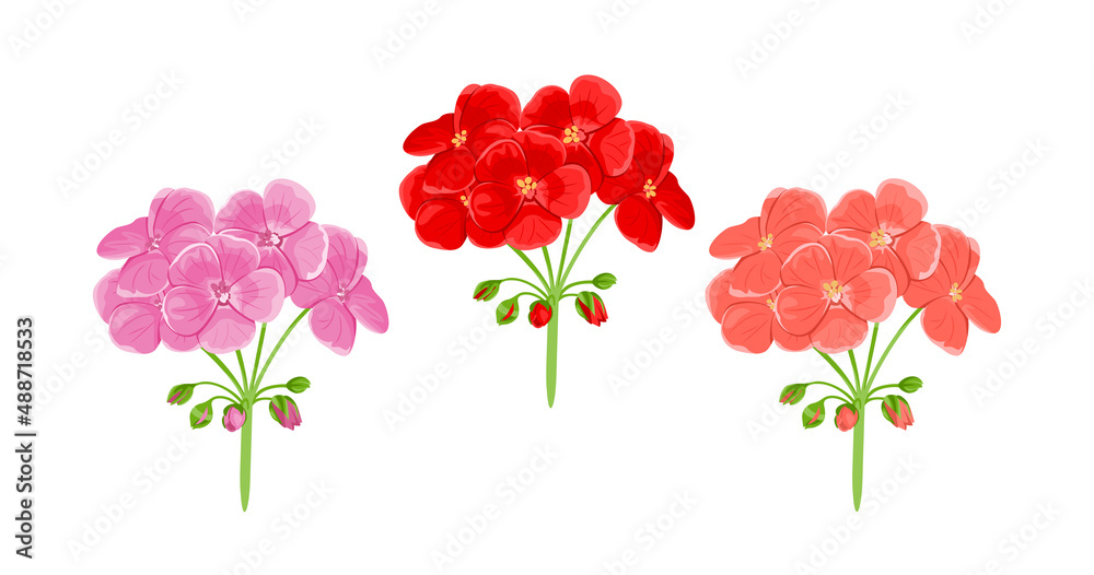 Geranium flowers isolated on white background. Flowering garden plant ...