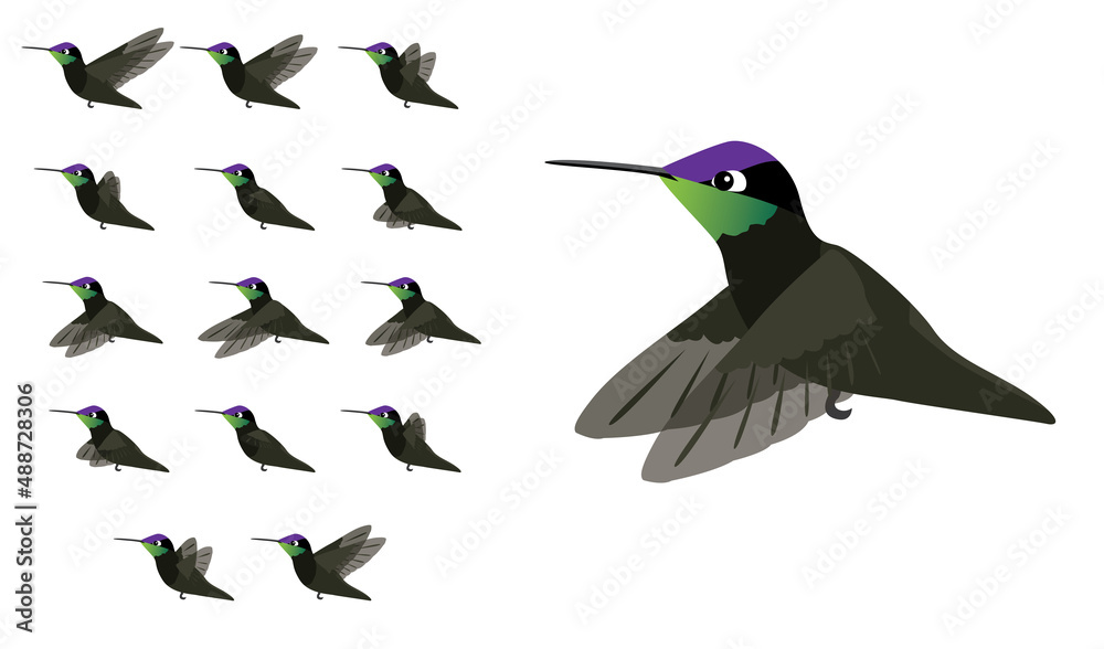 Animal Animation Sequence Bird Flying Magnificent Hummingbird Cartoon ...