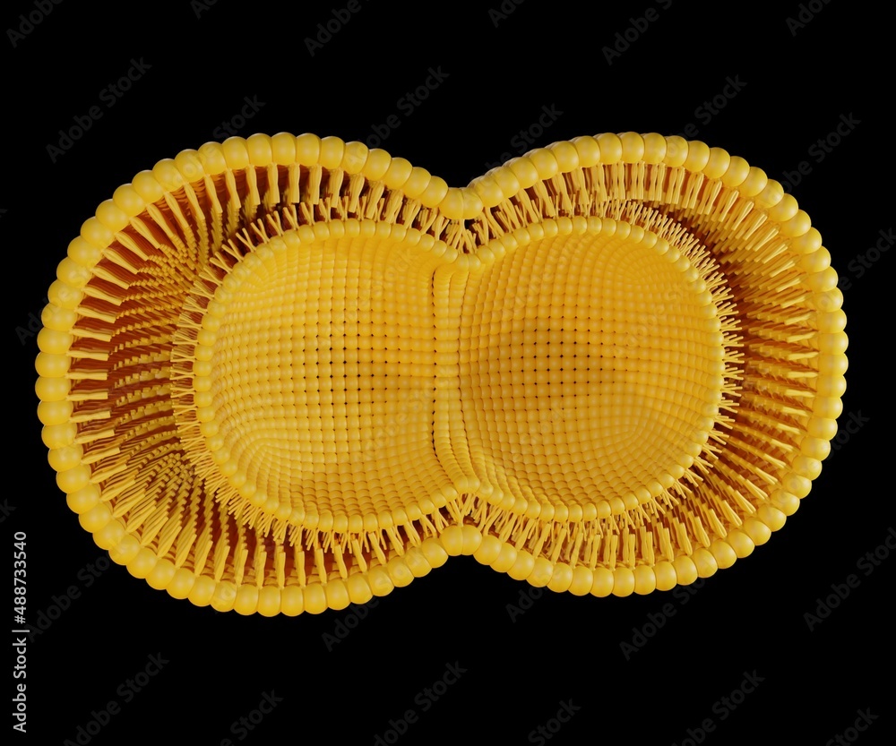 Fully fused Lipid bilayer. Fusion process lipid liposome. Stock ...