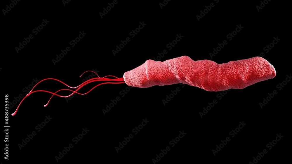 Helicobacter pylori bacterium, illustration Stock Illustration | Adobe ...
