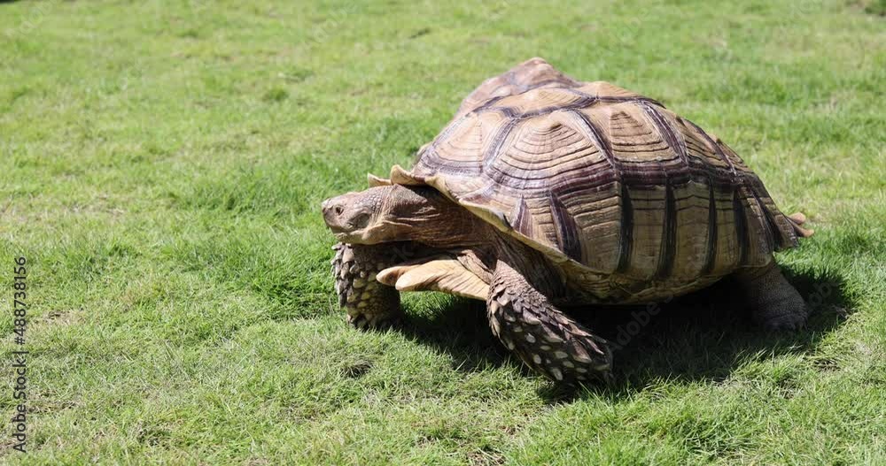 giant old tortoise or golden coin turtle (or Chinese three-striped box ...