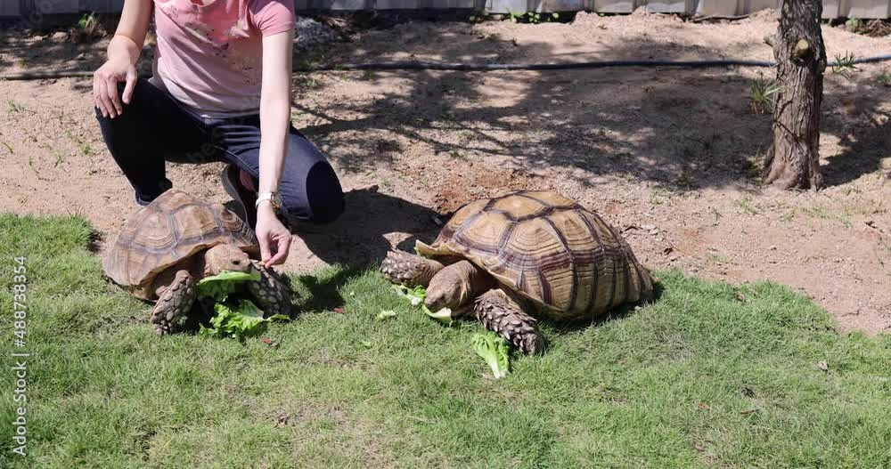lady feed vegetable to giant old tortoise or golden coin turtle (or ...