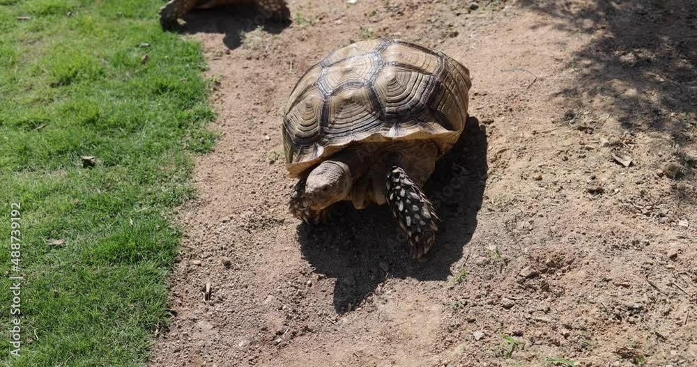 giant old tortoise or golden coin turtle (or Chinese three-striped box ...