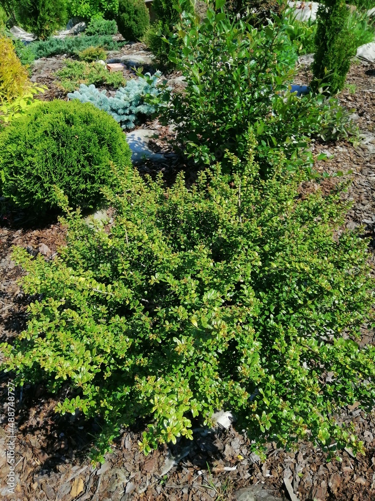 Evergreen round spherical Ilex crenata Convexa or Japanese Holly shrub ...