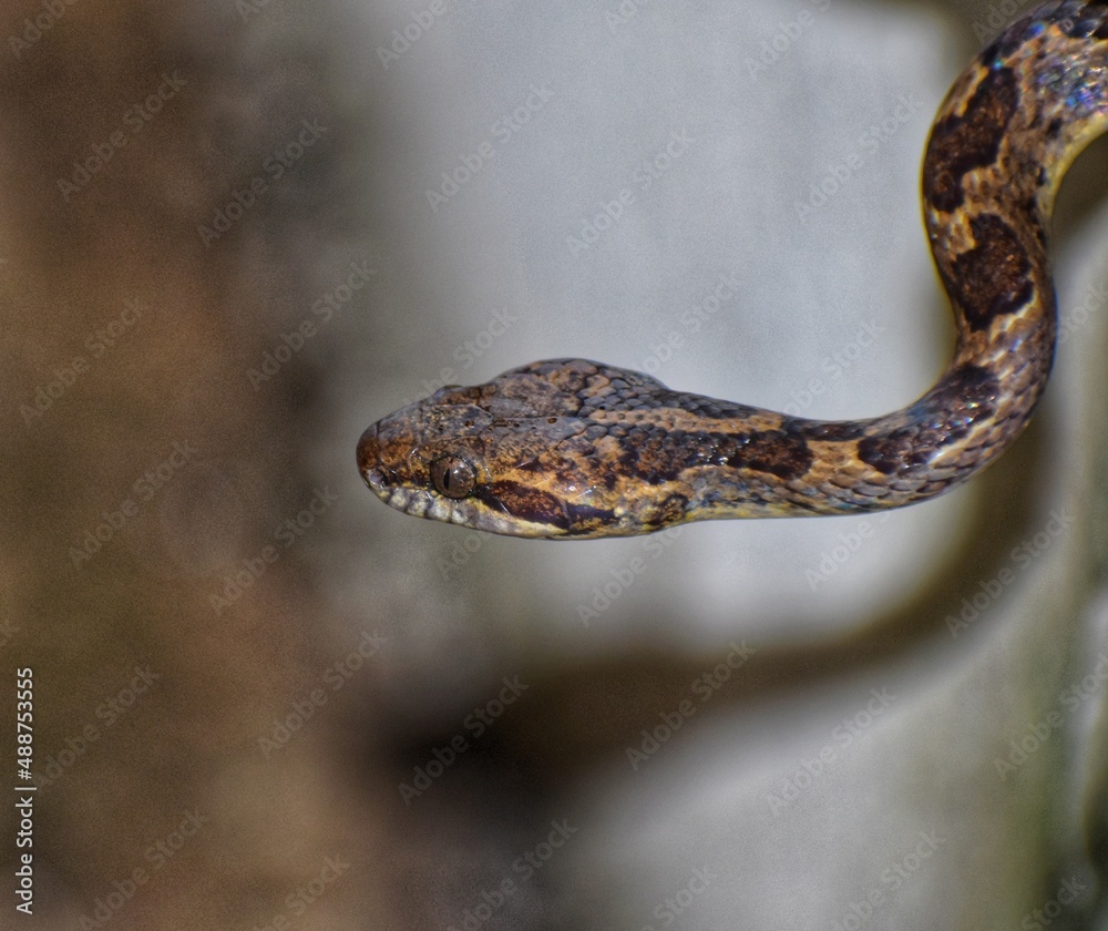 Leptodeira annulata snake also called a cat-eyed snake or false ...