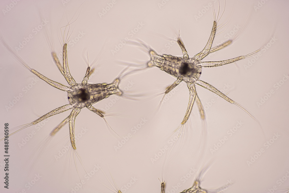 Nauplius stage of vannamei shrimp in light microscope, Shrimp larvae ...