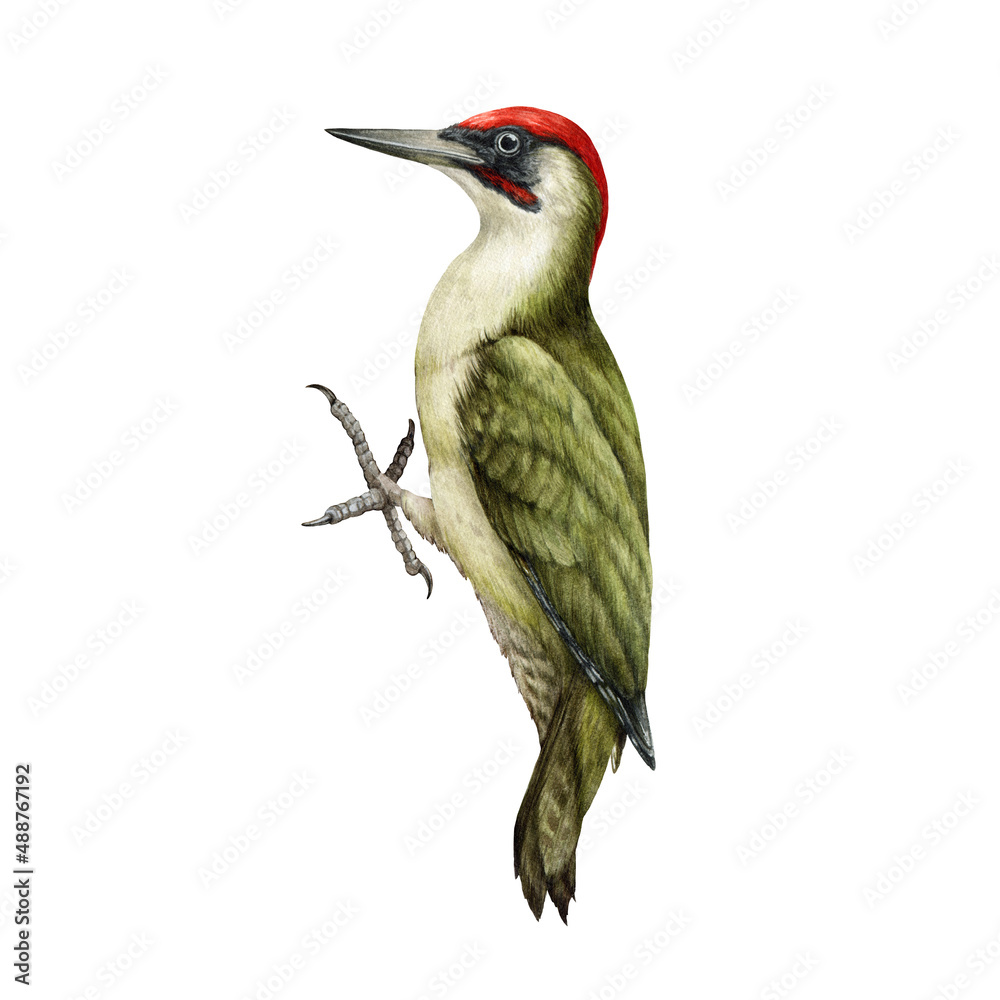 Woodpecker bird watercolor illustration. Hand drawn realistic Picus ...