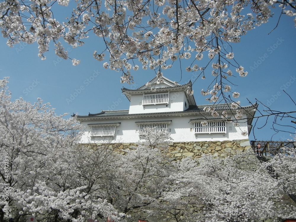 A Japanese castle and cherry blossoms : a scene of Bicchu-yagura Turret ...