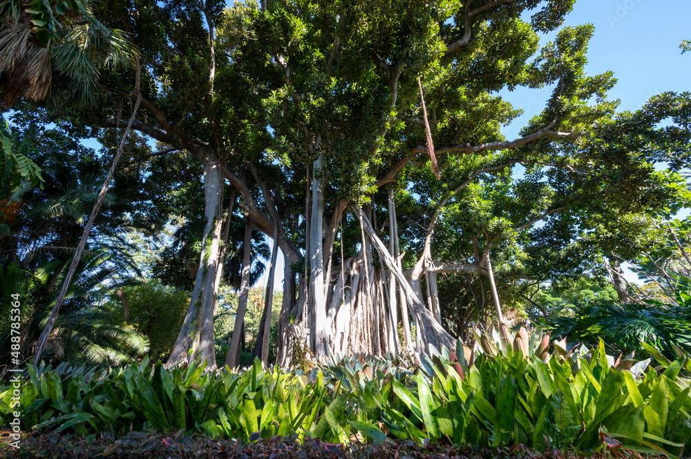 Giant ficus tree with hanging air roots in botanical garden on Tenerife ...