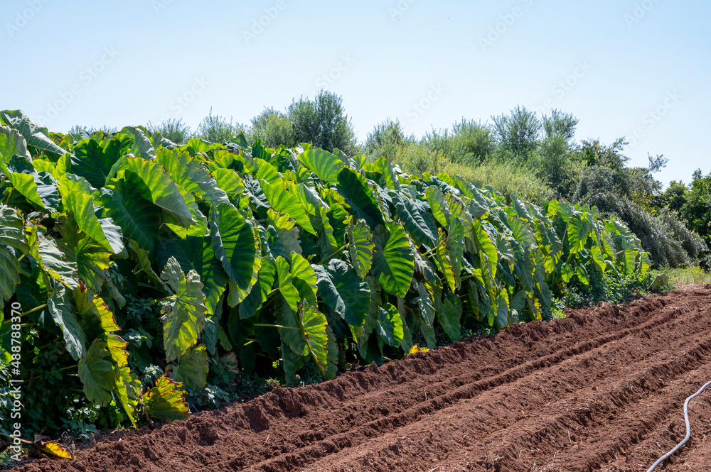 Plantationf of Colocasia esculenta tropical plant grown primarily for ...