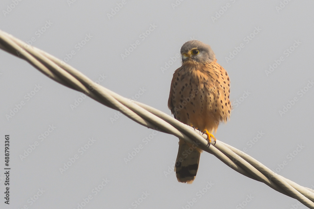 Gheppio (Falco tinnunculus) maschio,ritratto su posatoio e sfondo cielo ...