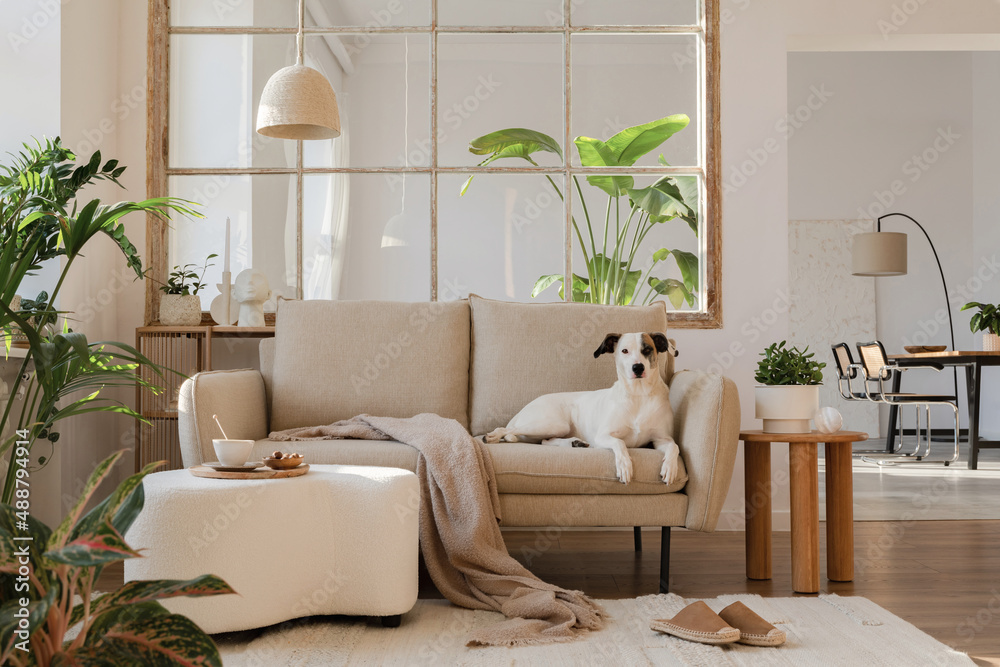 Elegant living room interior design with dog lying on beige modern sofa ...