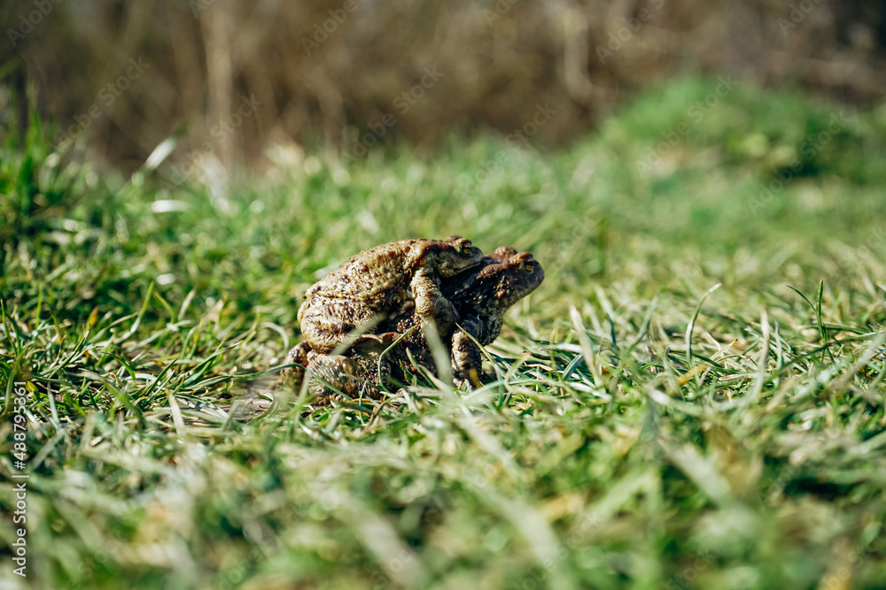 Brown frogs are mating on green grass. The male frog lies on the back ...