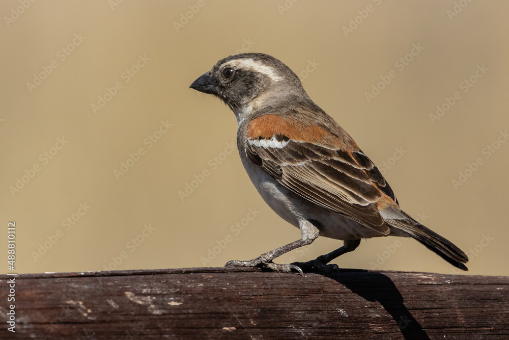 Side view of one cape sparrow with a clear background Stock Photo ...