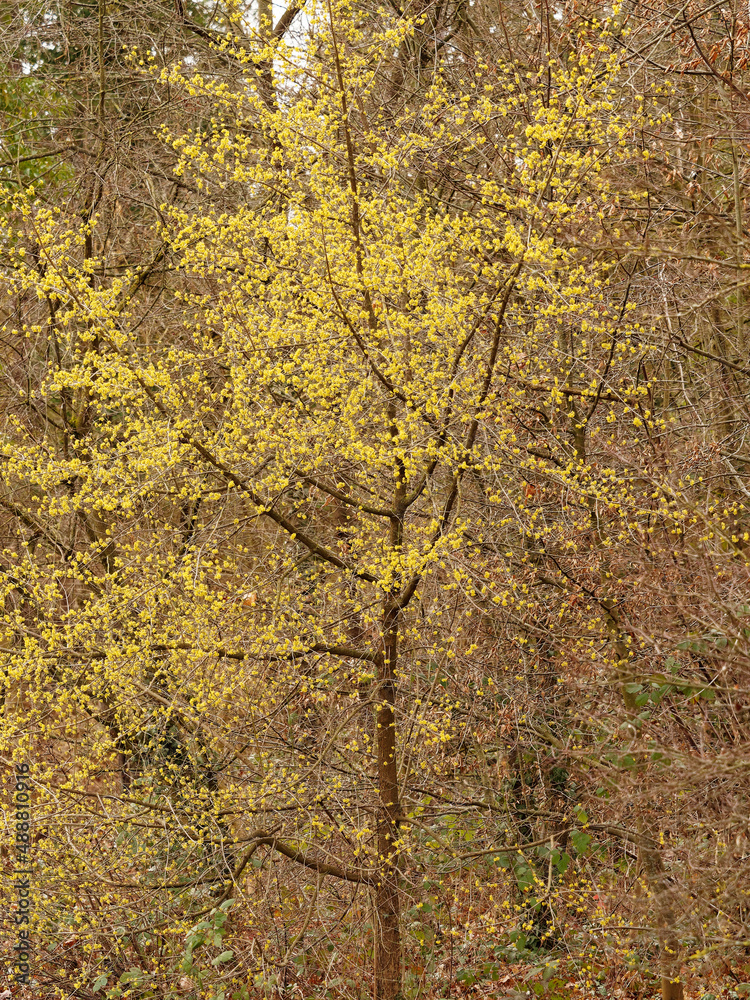 Cornus mas - Cornelian cherry dogwood tree corvered in yellow haze of ...