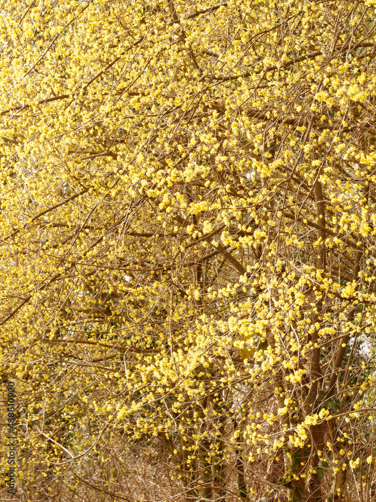 Cornus mas - Cornelian cherry dogwood tree corvered in yellow haze of ...