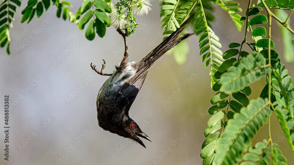 Black Drongo bird entangled in a spider web hanging from the tree ...