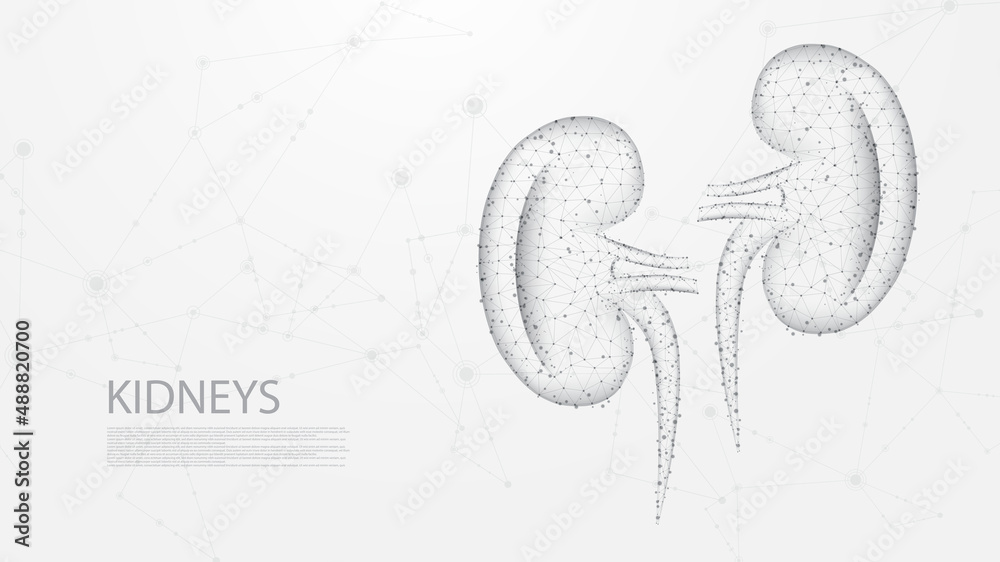 Kidneys of human anatomy structure line connection. Low poly wireframe ...