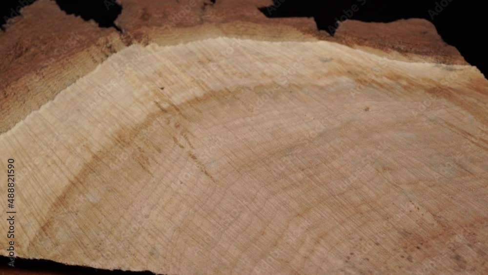 Structure of a stump fibre and bark from a saw cut tree trunk. Plant ...