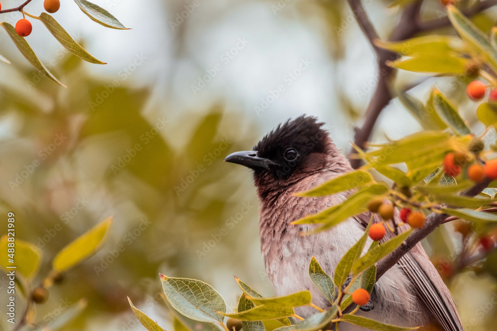 Cape Bulbul (Pycnonotus capensis) on a fruit tree in south africa Stock ...