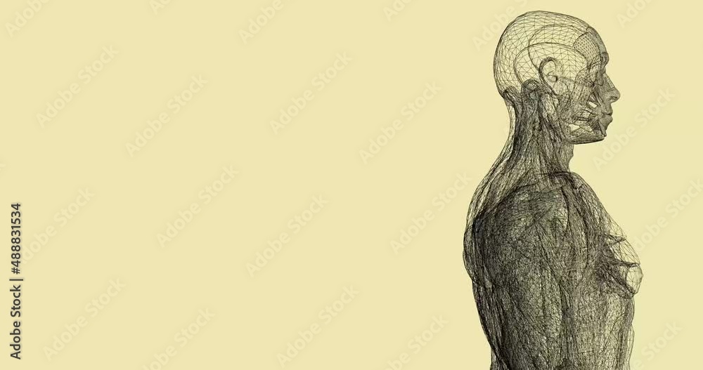 Human body 3D model in wireframe loop. Seamless anatomy of body with ...