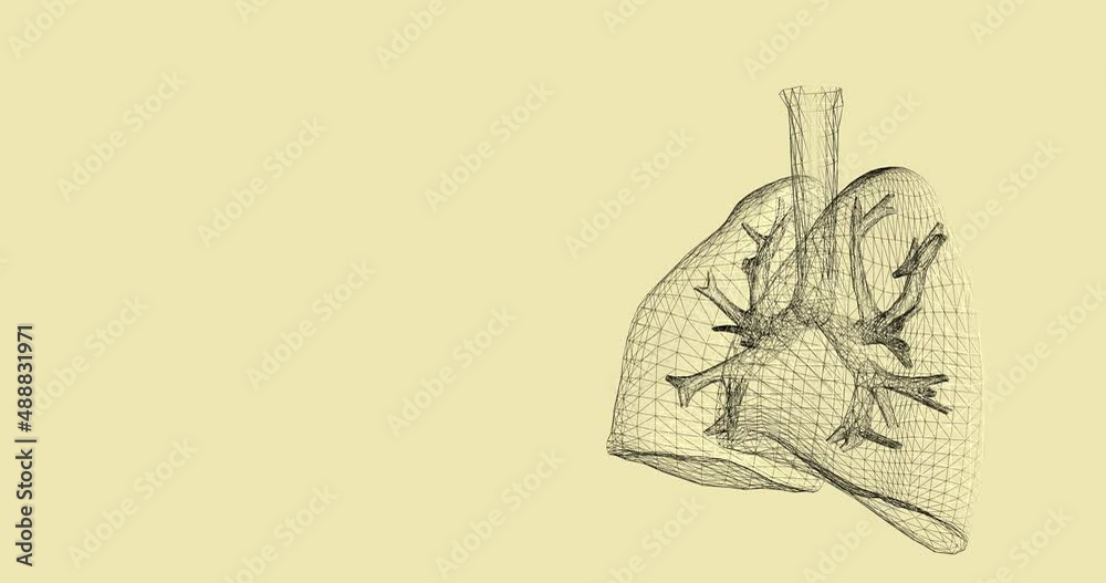 Lungs 3D model wireframe rotating in loop. Science and medical ...