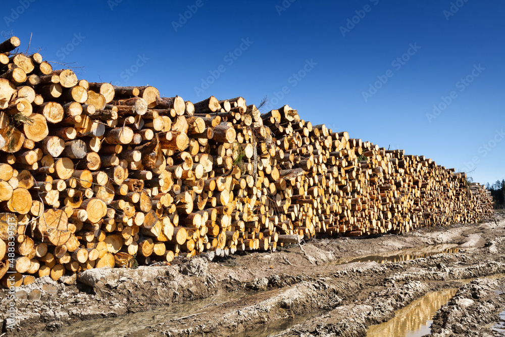 North Forestry. Timber cutting, continuous cutting. Stack of spruce ...