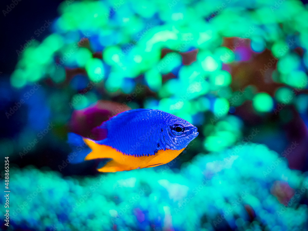 Azure Damselfish (Chrysiptera hemicyanea) swimming on a reef tank with ...