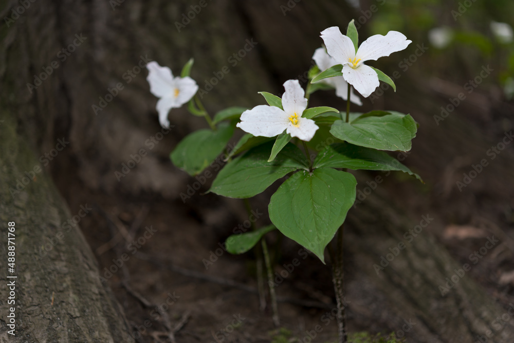 Trillium - flowering plant - Melanthiaceae family growing at the base ...
