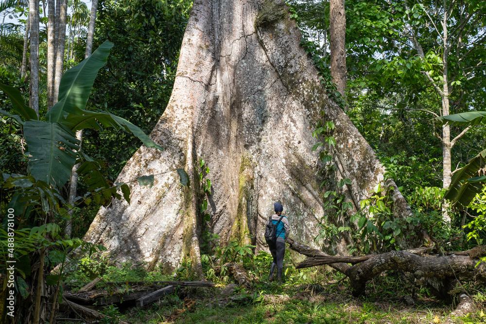 A ceiba, giant tree of the amazonian forest, near the village of Puerto ...
