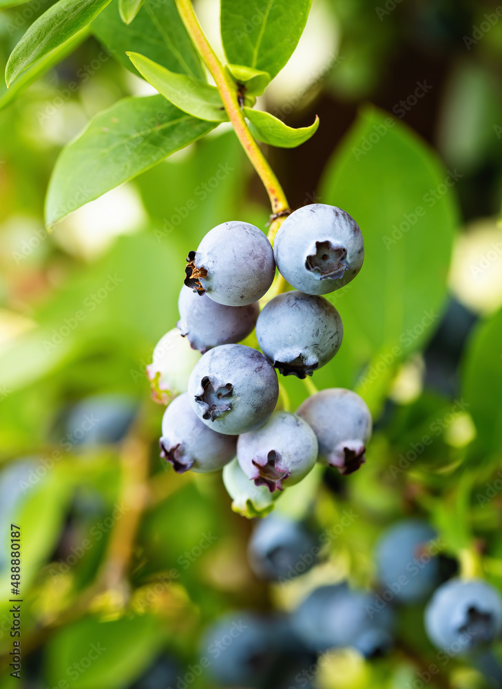 Foto de Ripe blueberries (Vaccinium Corymbosum) in homemade garden ...