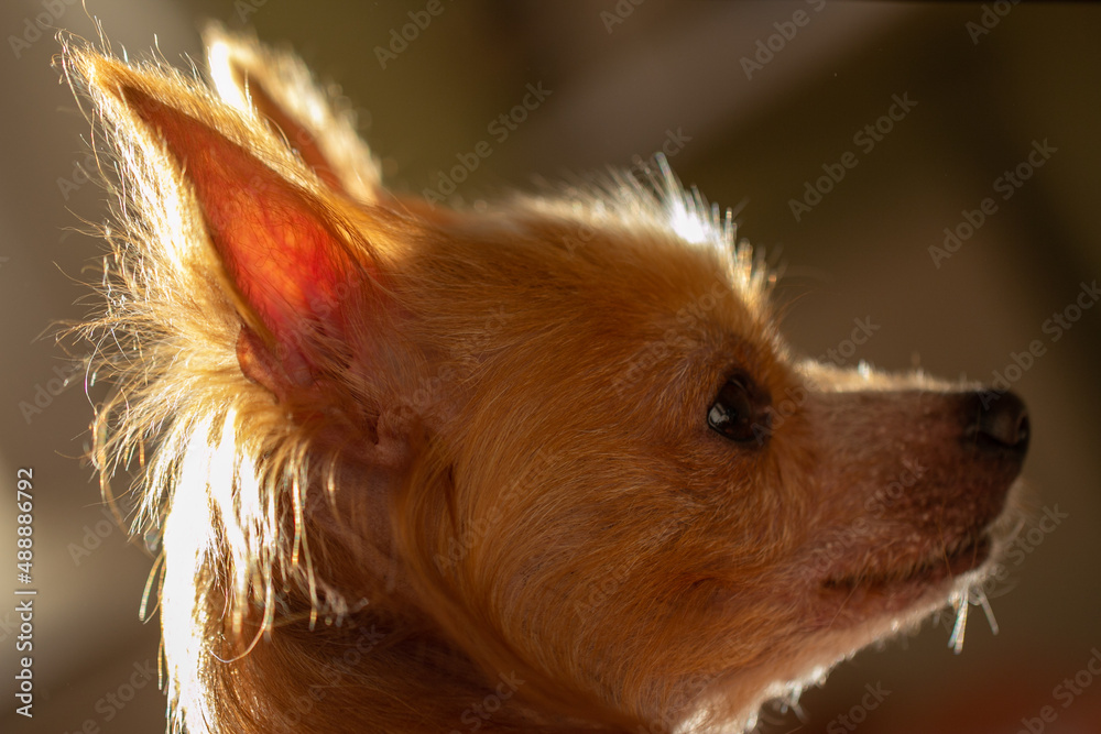 The head of a small red shaggy dog. Funny dog, Shaggy dog, Dog face in ...