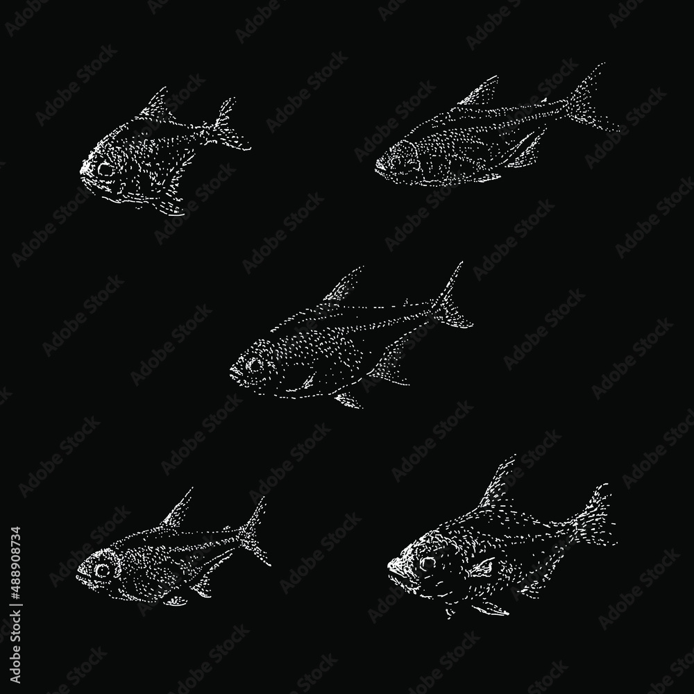 X-ray tetra fish hand drawing vector illustration isolated on black ...